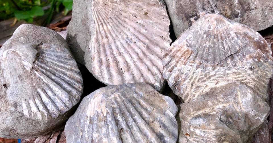 FOSSIL HUNTRESS: FOSSIL FAUNA OF THE OLYMPIC PENINSULA