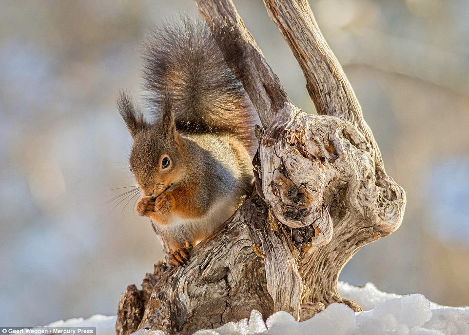 White Wolf : 10 Stunning pictures capture beauty of red squirrels in ...