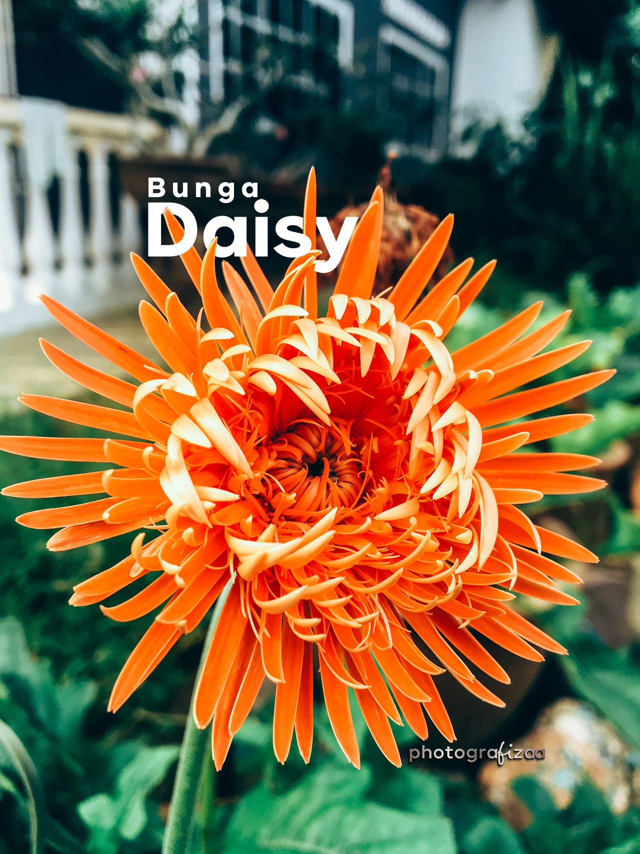Si Bunga Daisy Kampung | Blog Sihatimerahjambu