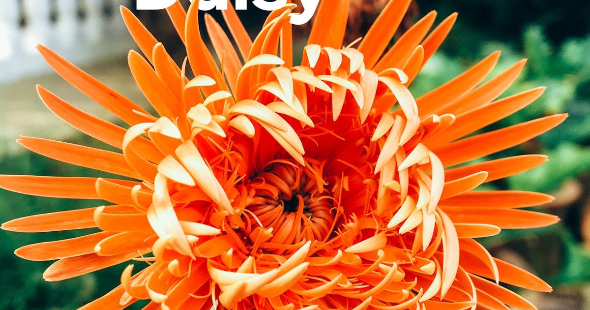 Si Bunga Daisy Kampung | Blog Sihatimerahjambu