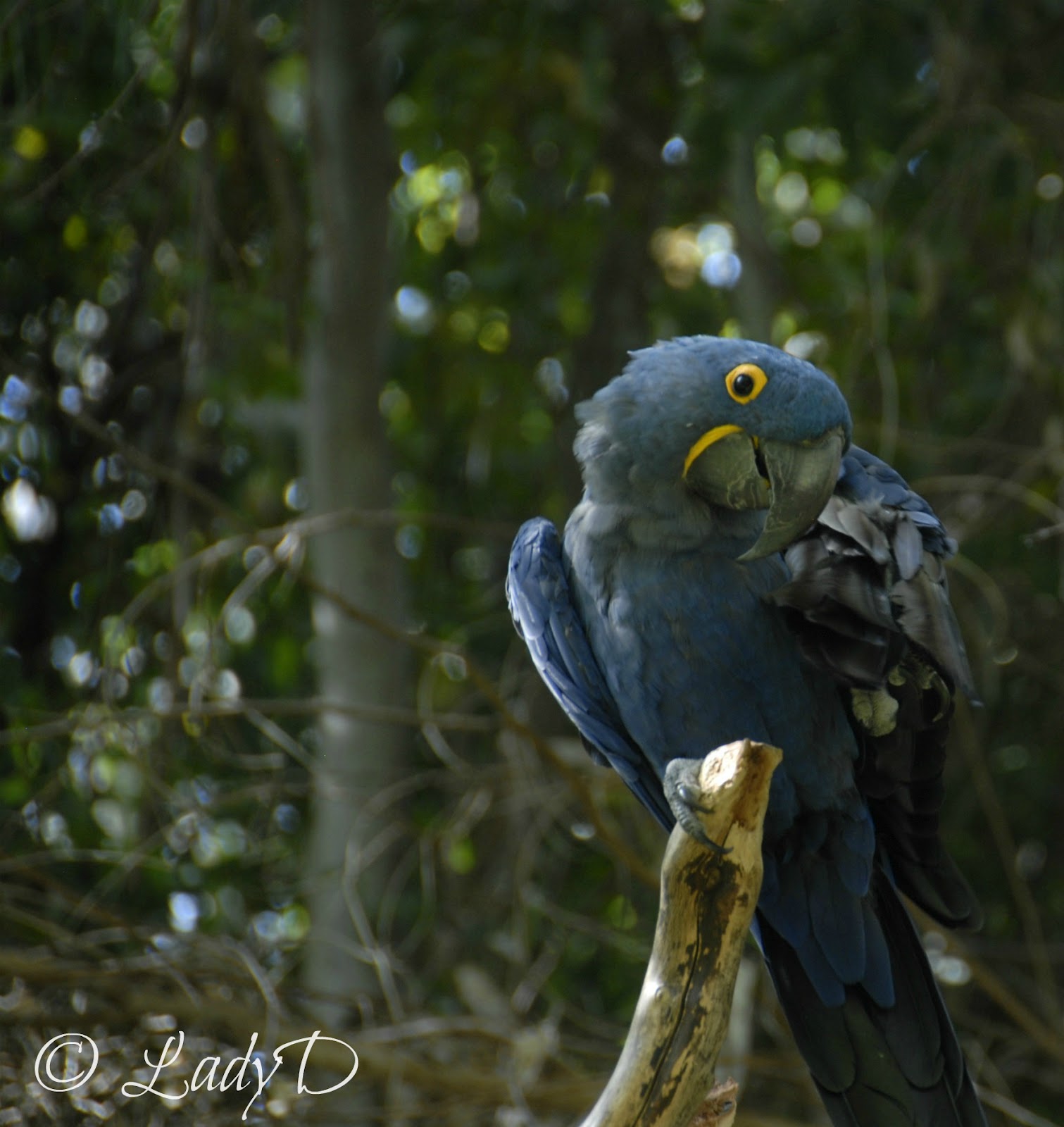 Barefoot Books- LadyD: Blue Monday: The Blue Parrot