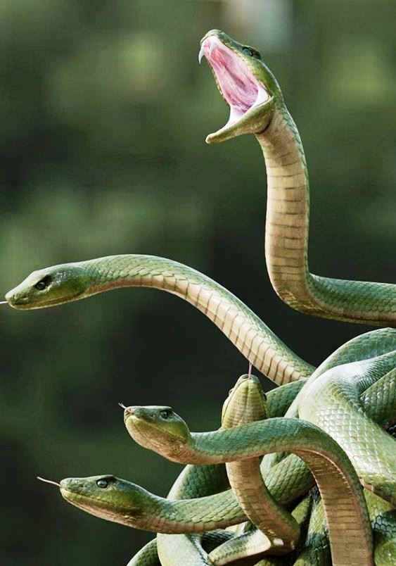 ΔΙΑΦΟΡΑ ΦΙΔΙΑ photos - wallpapers (ανανεωμένο) | the fun bank