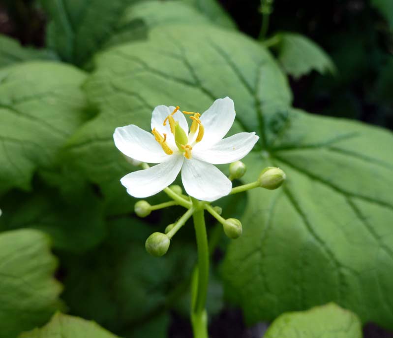 Fröernas utseende.: Diphylleia grayi.