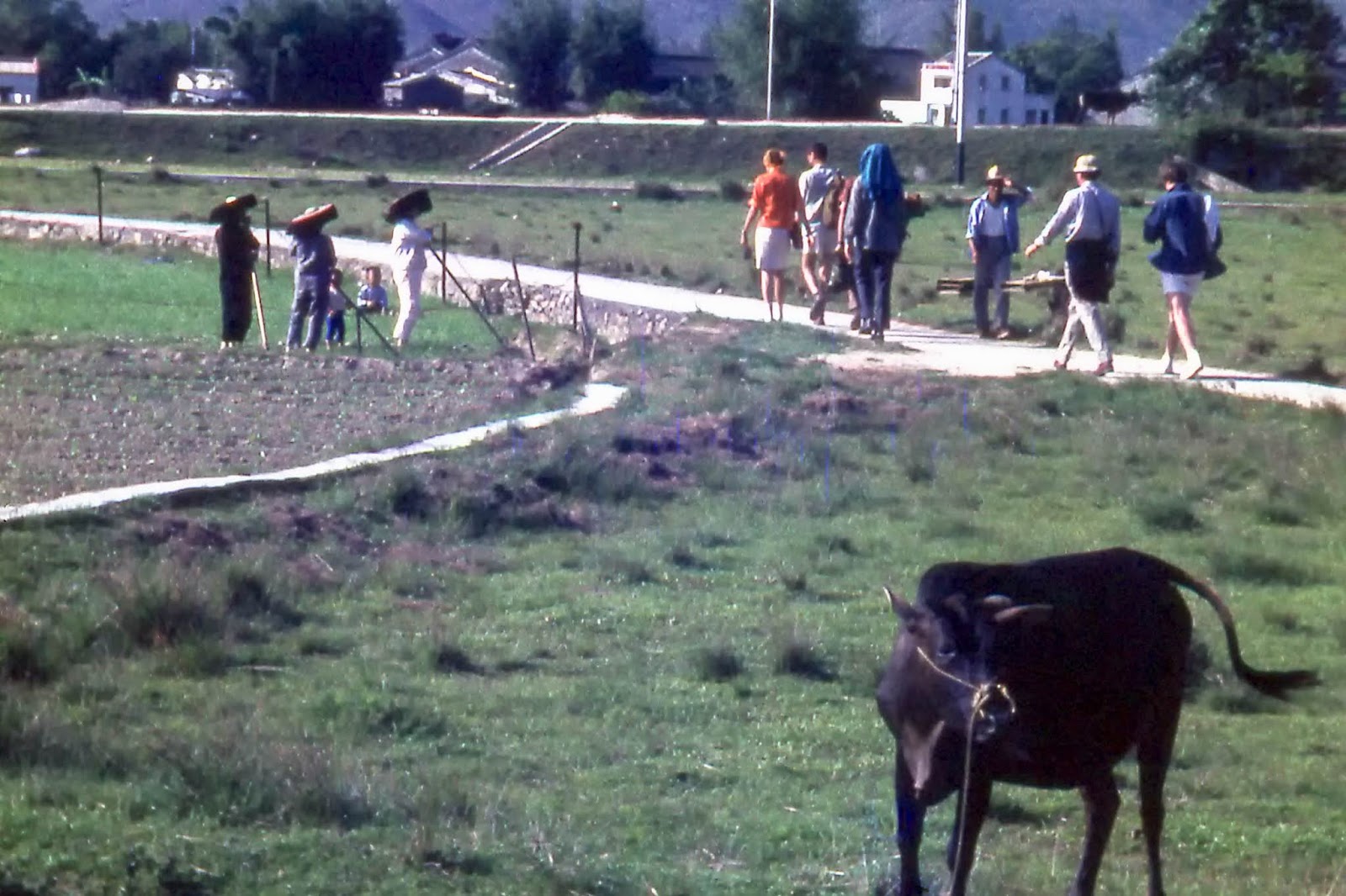 Zoology Jottings: Hong Kong Cattle: Remnants of a Unique Genetic Lineage?