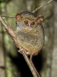 OBEN OCEOBED: Hewan Primata