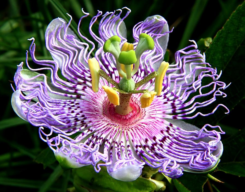 The 10 most bizarre flowers in the world