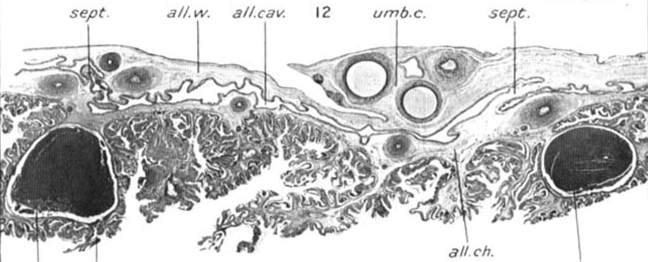 The Evolving Placenta: Aye-aye captain of its own raft