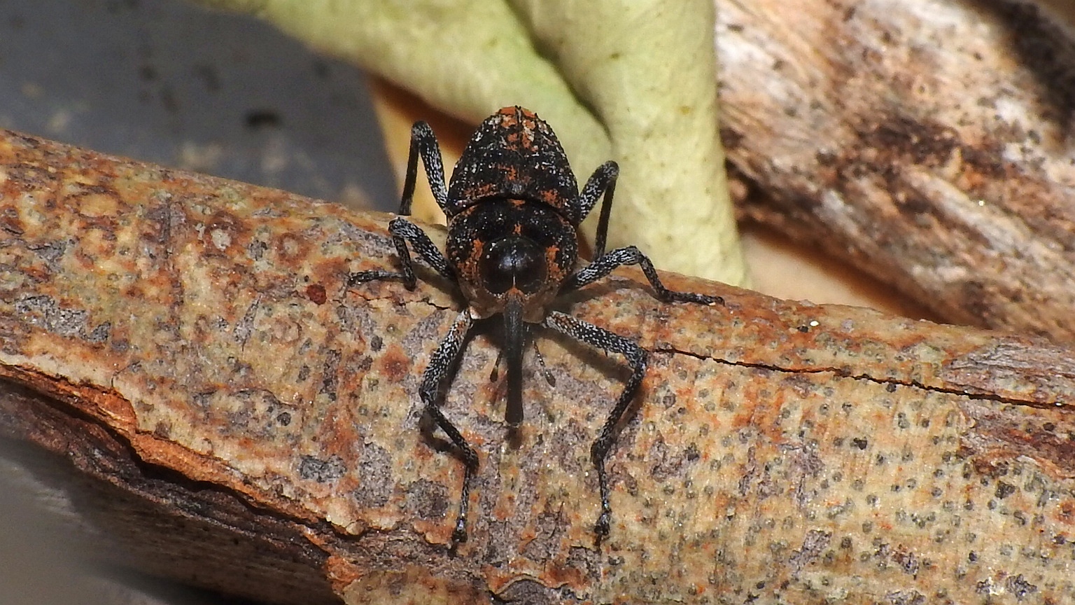 台灣-鳥類與昆蟲-自然觀察記錄: 大眼象鼻蟲 Mecopus bispinosus