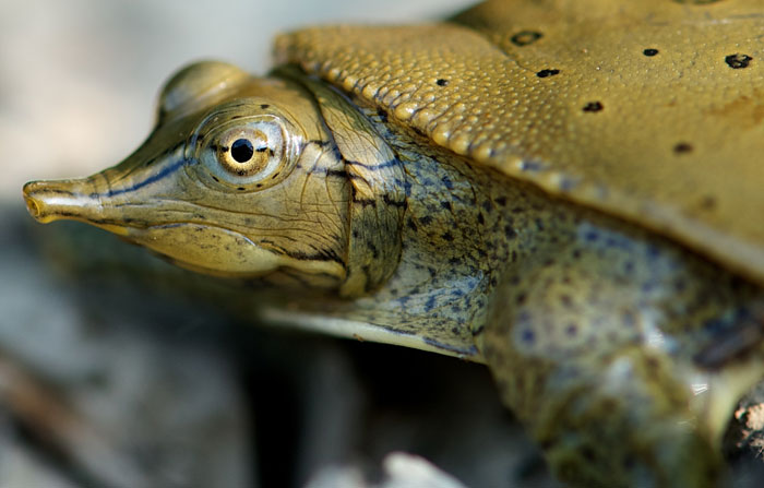 Red and the Peanut: Eastern Spiny Softshell Turtles in the Great Miami ...