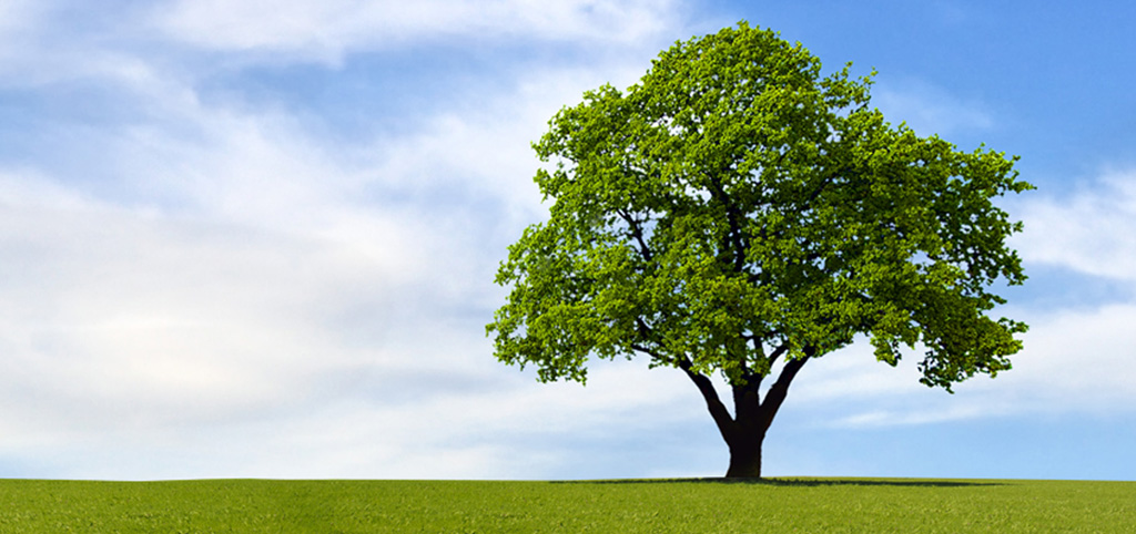How Does Planting Trees Help The Environment how-does-planting-trees-help-the-environment