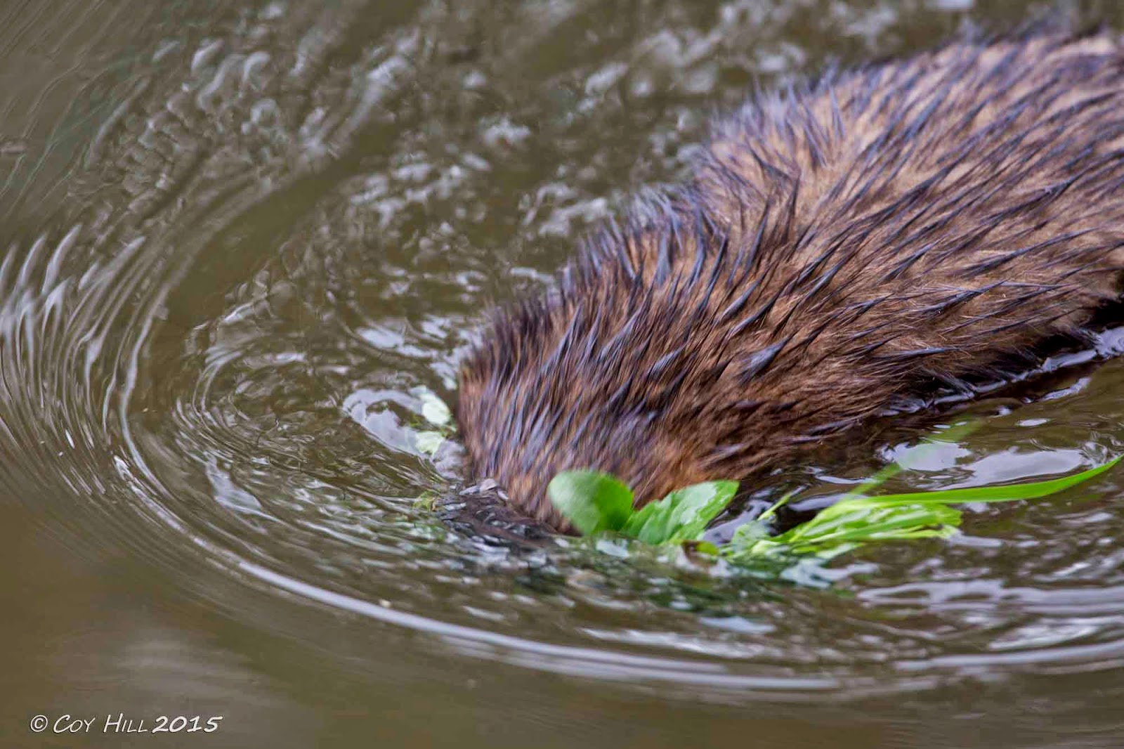 Country Captures: Muskrats: A Glimpse into Their World