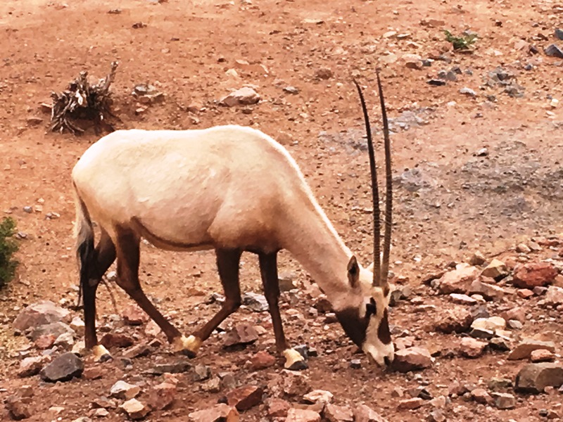 The Zoo Review: Species Fact Profile: Arabian Oryx (Oryx leucoryx)