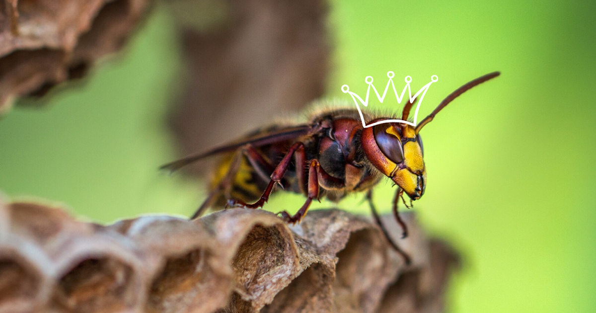 Meet these Queens of the Bug World!