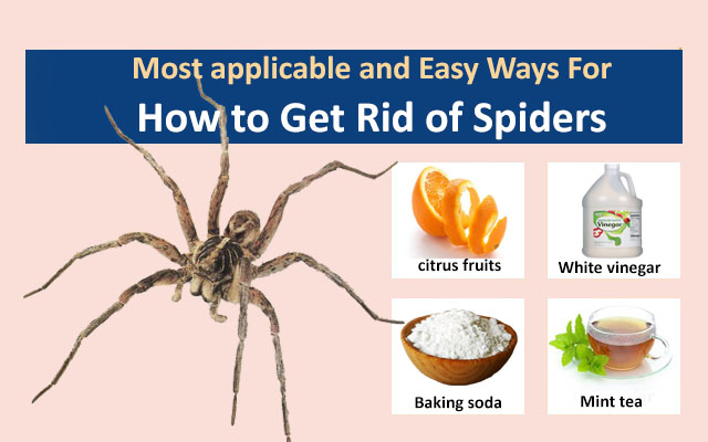 Some Most Applicable And Easy Ways For How To Get Rid Of Spiders Arbkan