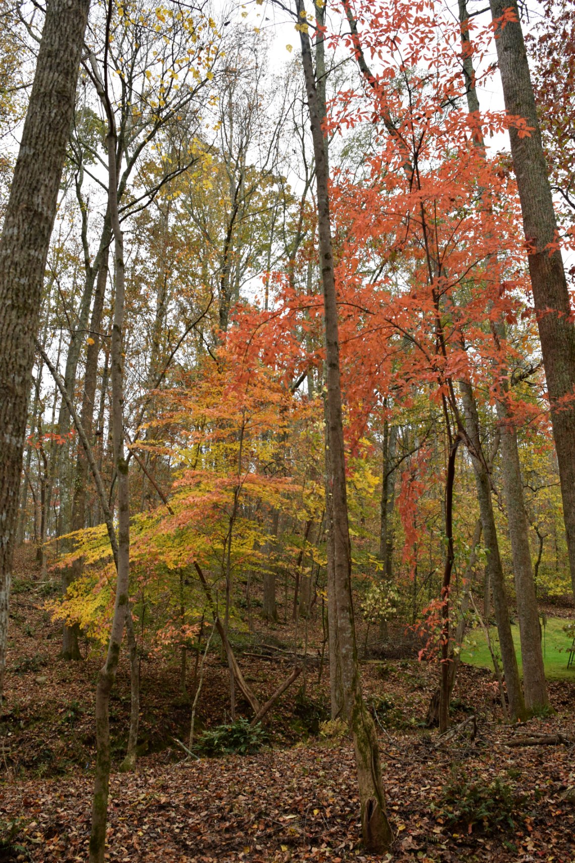 Using Georgia Native Plants: Fall Foliage Delights Again