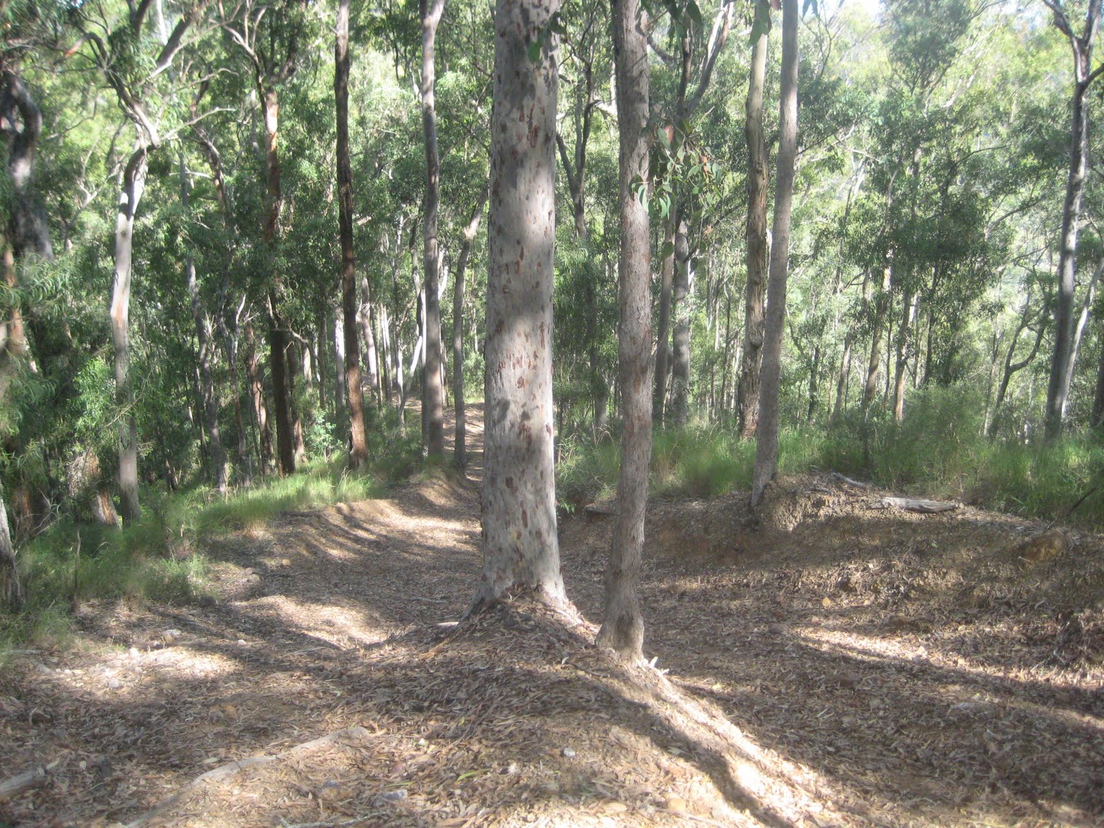 Bushwalking in Brisbane Forest Park (D'Aguilar): Wivenhoe Lookout to ...