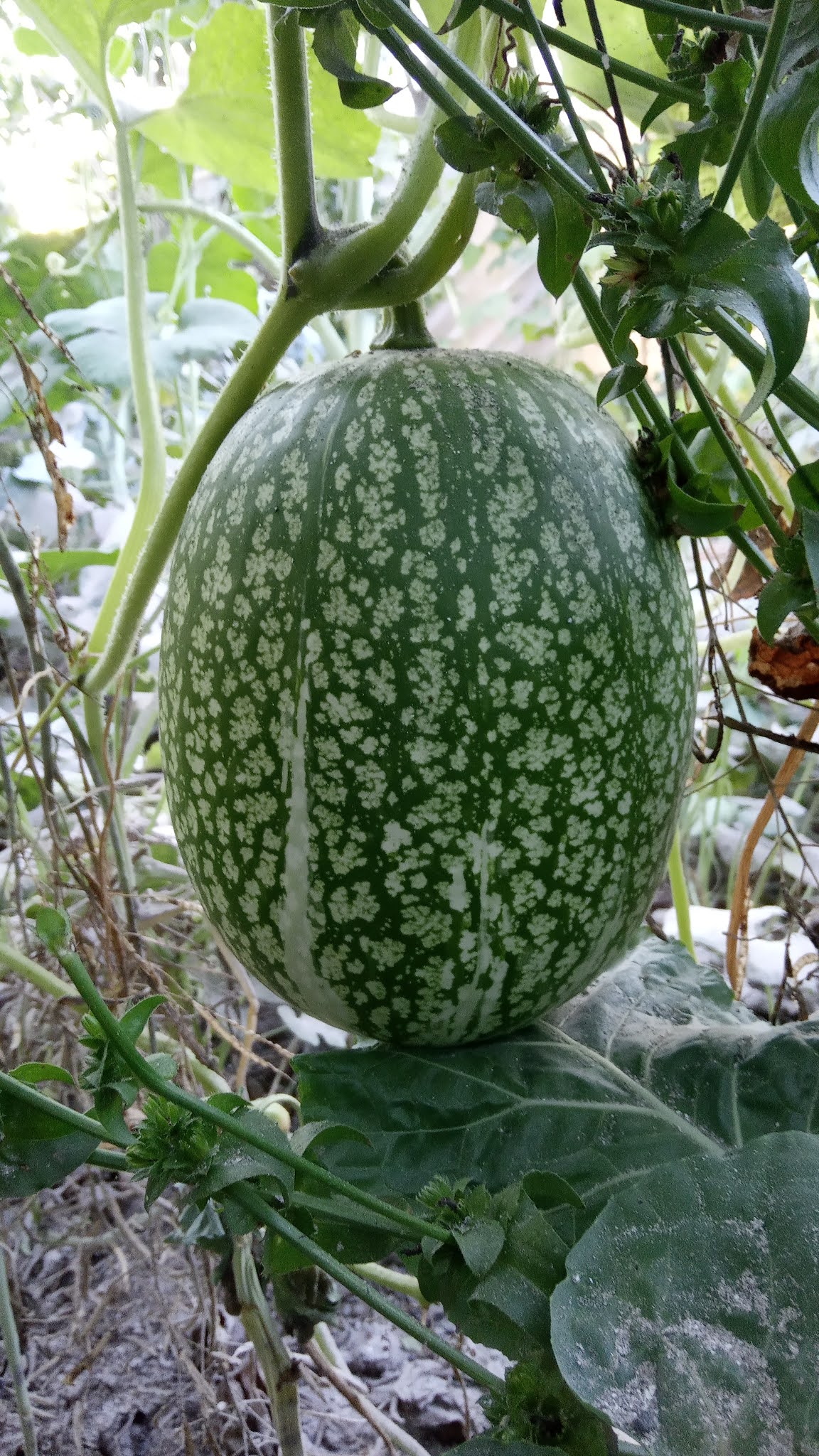 Terra e Sementes: Chilas