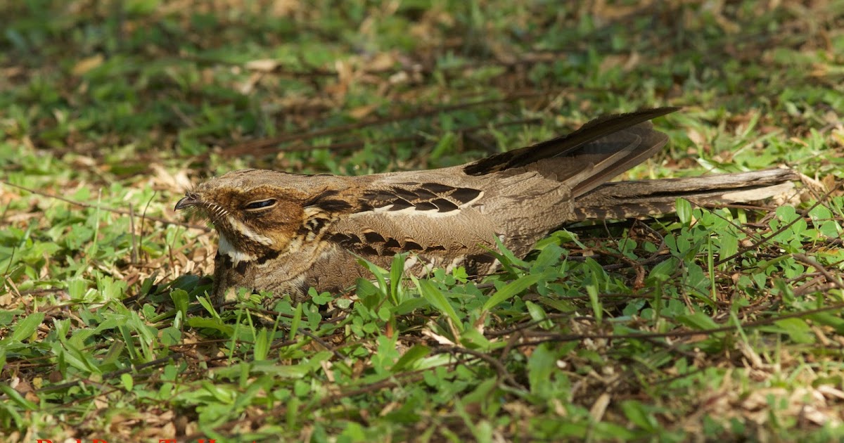 RED Door To Hunt: Ancaman Yang Diterima Oleh Burung Tukang Ekor-besar ...