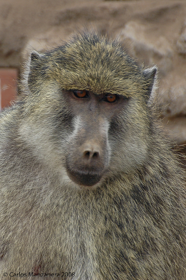 Vacances pagades: Papio anubis