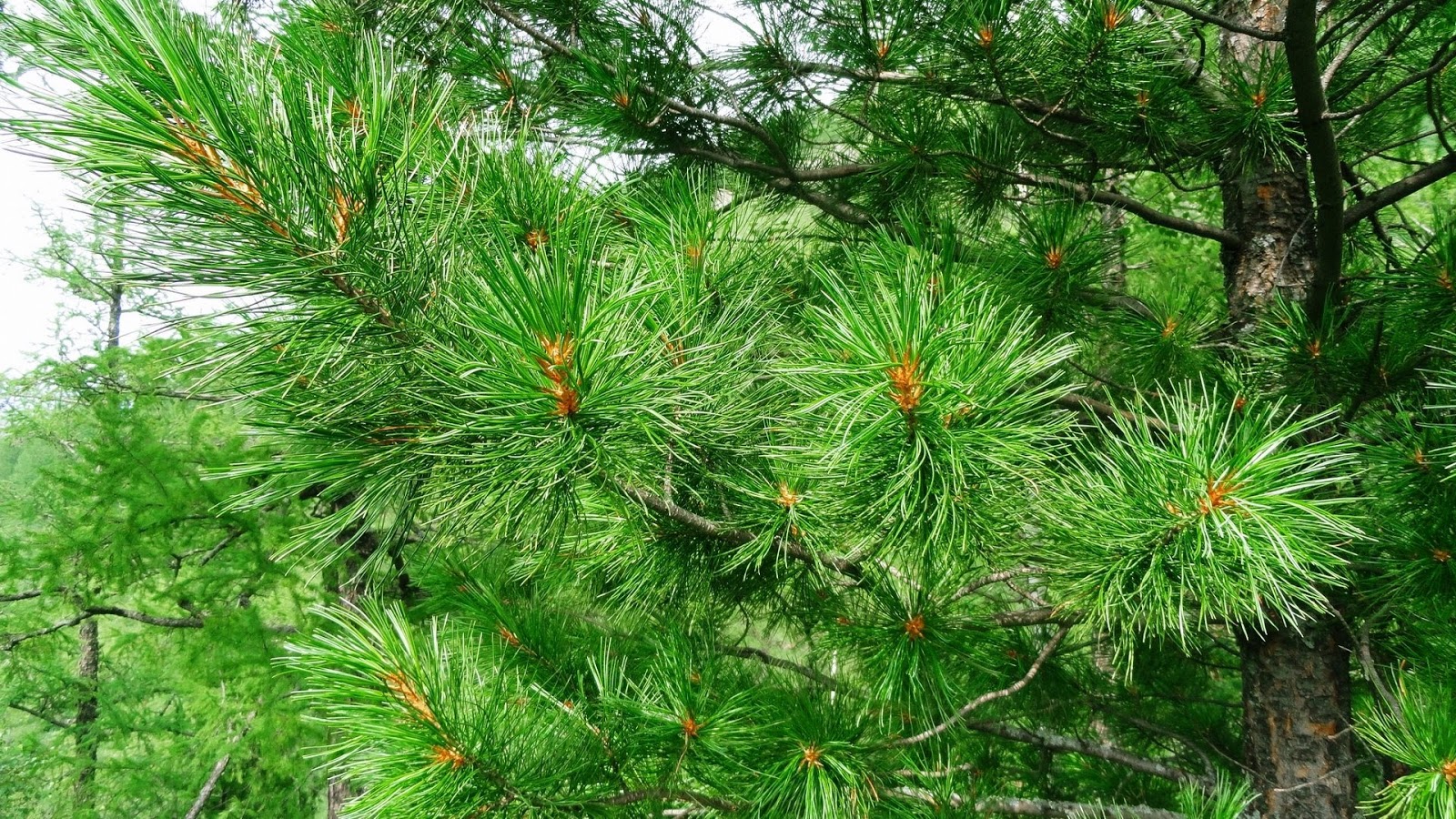 Beautiful Green Tree Wallpaper