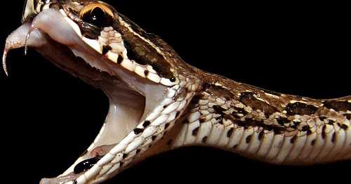 Amazing Daboia Snake, Russell's viper - Daboia Cobra Facts, Photos ...