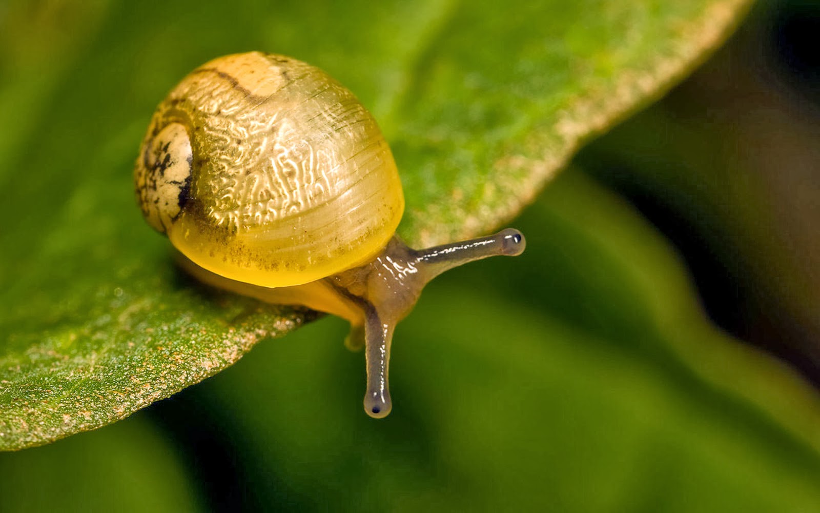 HD Beach Snails WallPapers - Wallpapers Free