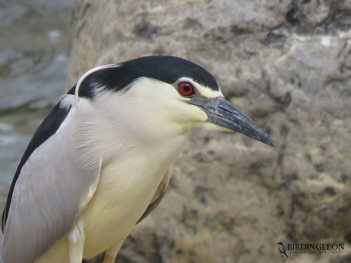 BIRDINGLEON: ¡MARTINETE COMÚN, el Cuervo de la noche!
