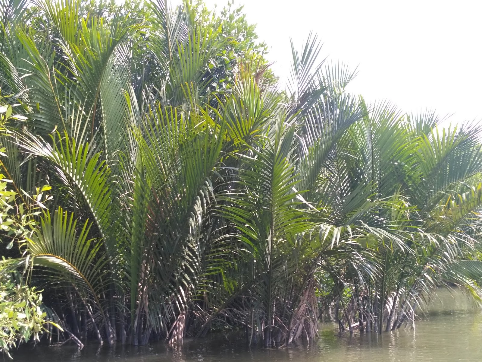 satubangauputih: Nipah, Kembaran Kolang Kaling dari Hutan Mangrove