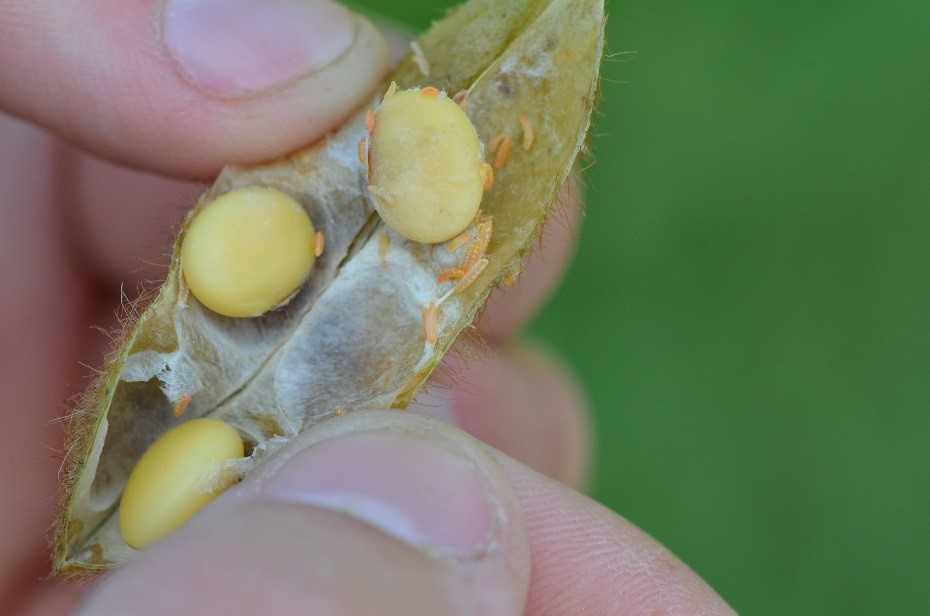 Update on soybean gall midge | Morning Ag Clips