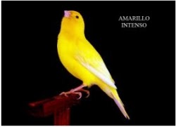 CANARICULTURA DE COLOR CAPITULO 3 - fotos de canarios de color