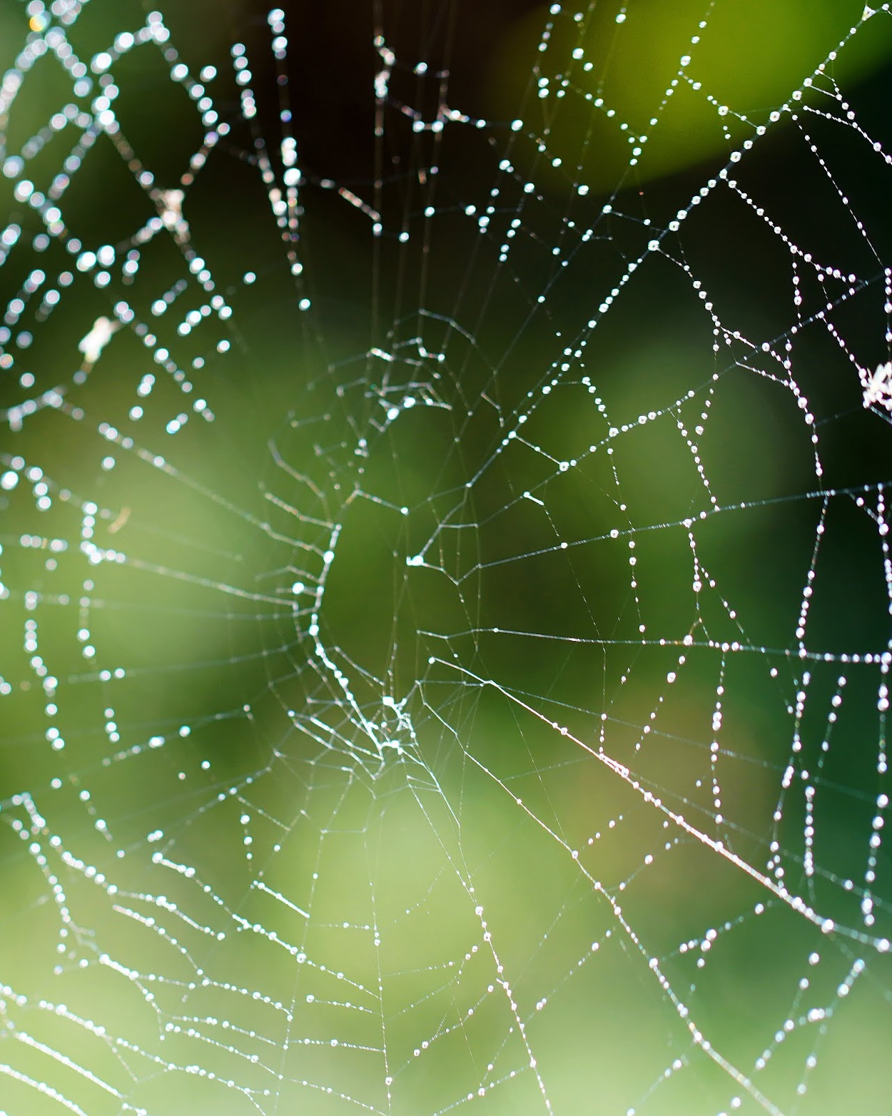 Spiderweb Photo Tips