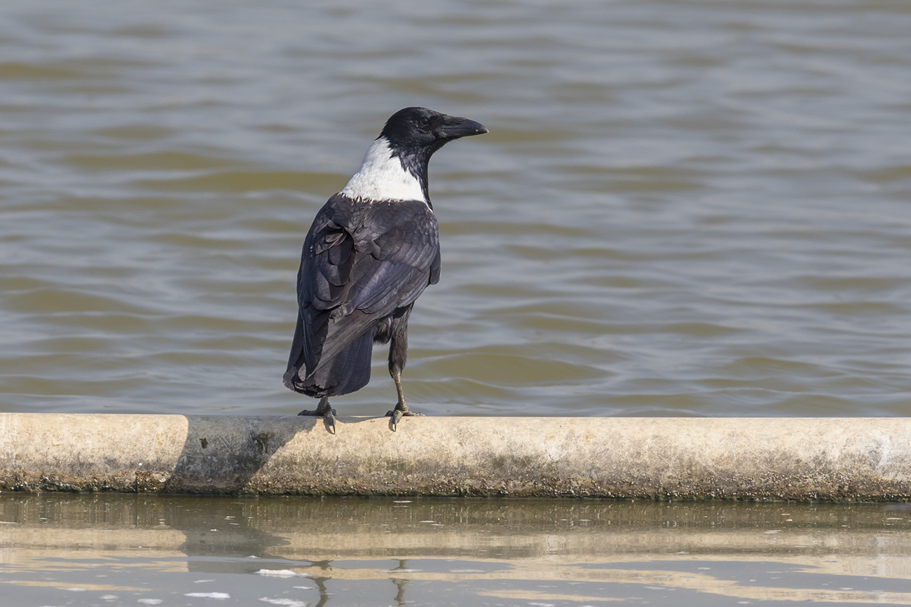 As The Crow Flies - a Hong Kong Birding Blog: The Incredible Late ...