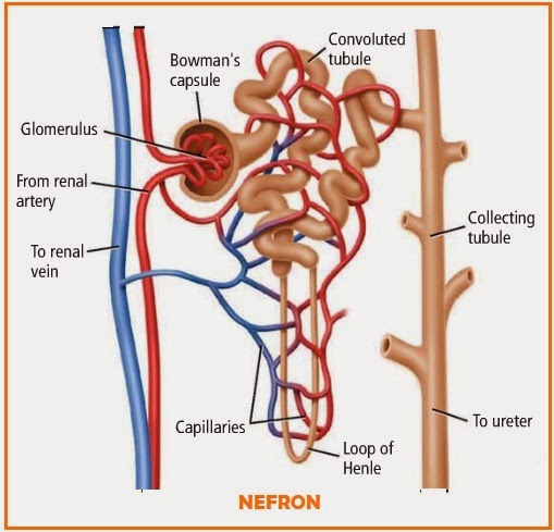 KEPERAWATAN DASAR 2: ANATOMI FISIOLOGI GINJAL