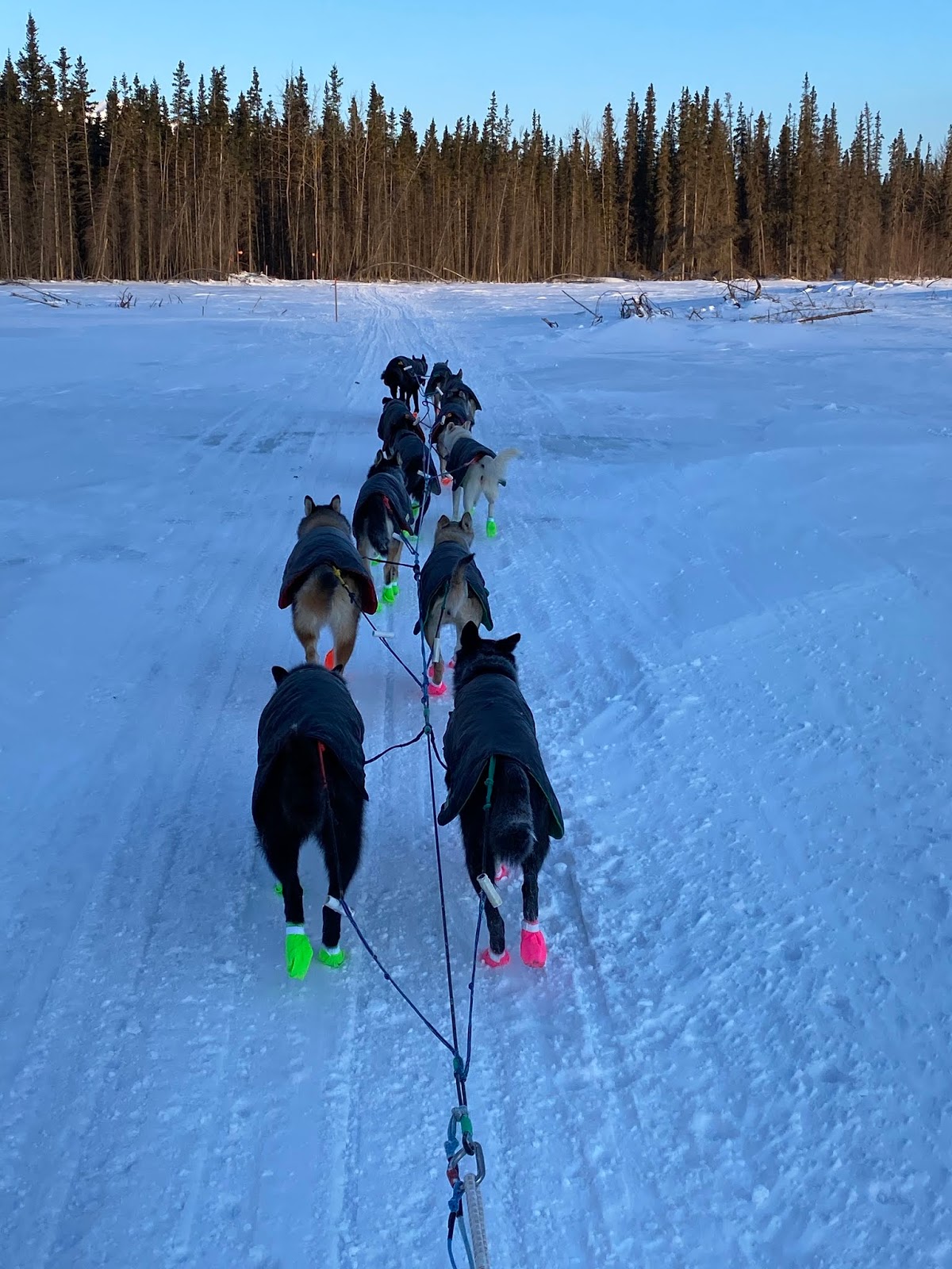 Black Spruce Dog Sledding: 2020