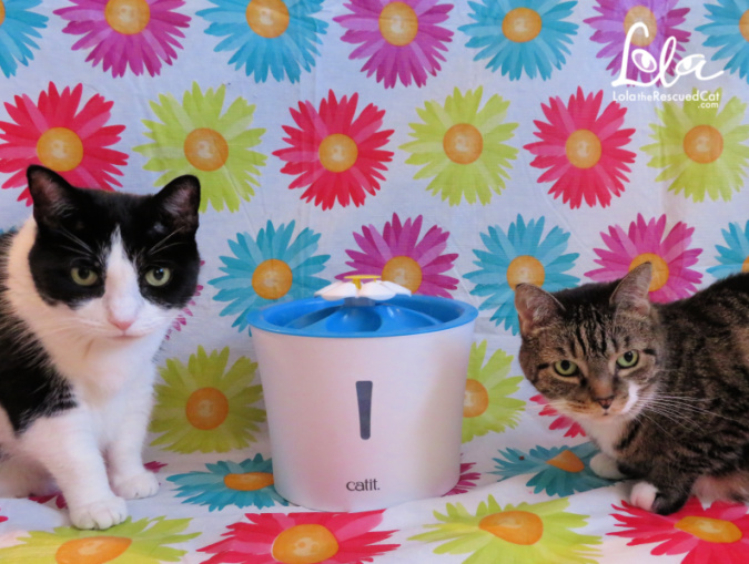 Your Cats Will Love The Catit® LED Flower Fountain! Review and Giveaway ...