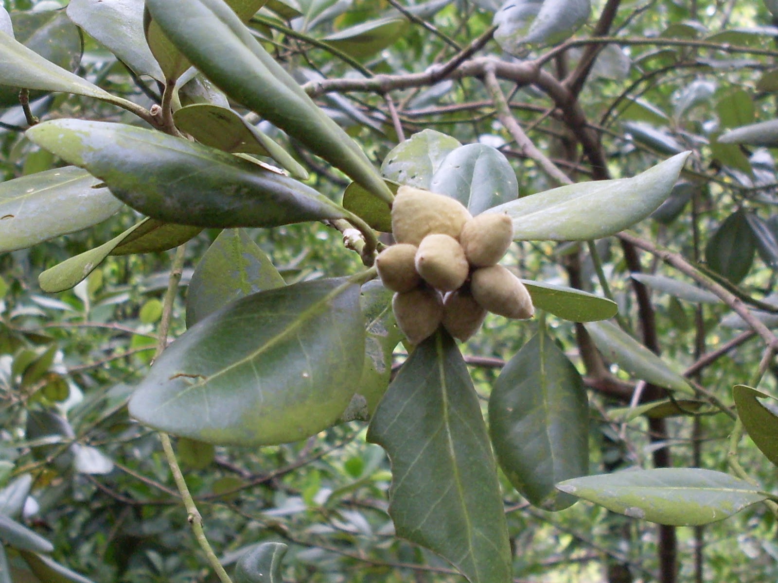 Tapak Ramsar Johor: Flora & Fauna