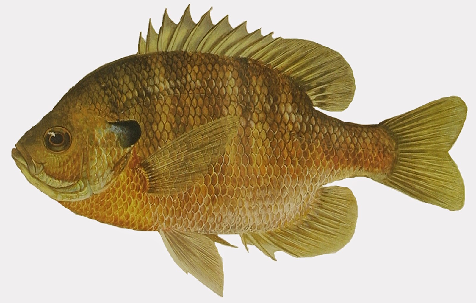 Take it Outside: Fish Iowa!: Iowa Fish Species