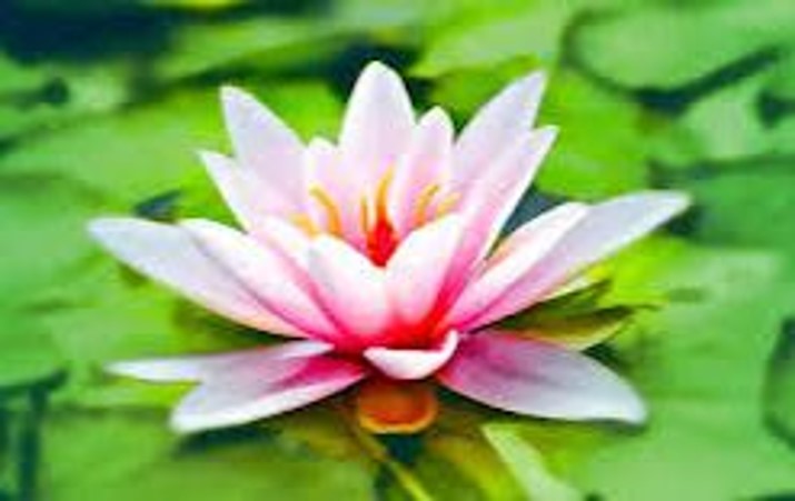 Xenon: BUNGA TELEPOK MEKAR DI PERMUKAAN AIR