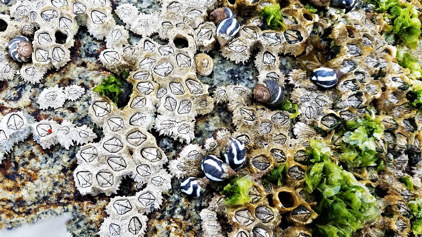 Meiofauna Perú: Workshop: Taxonomy and Diversity of Marine Meiofauna ...