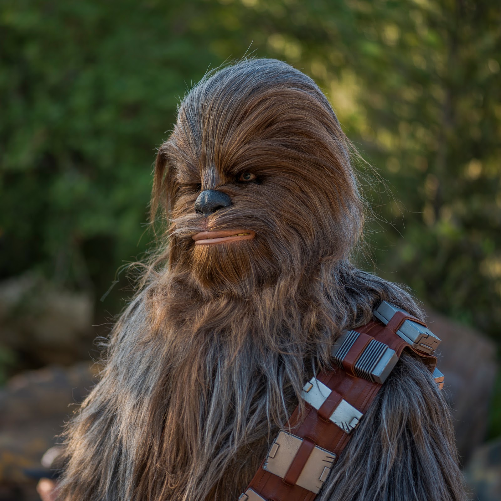 Chewie on Batuu
