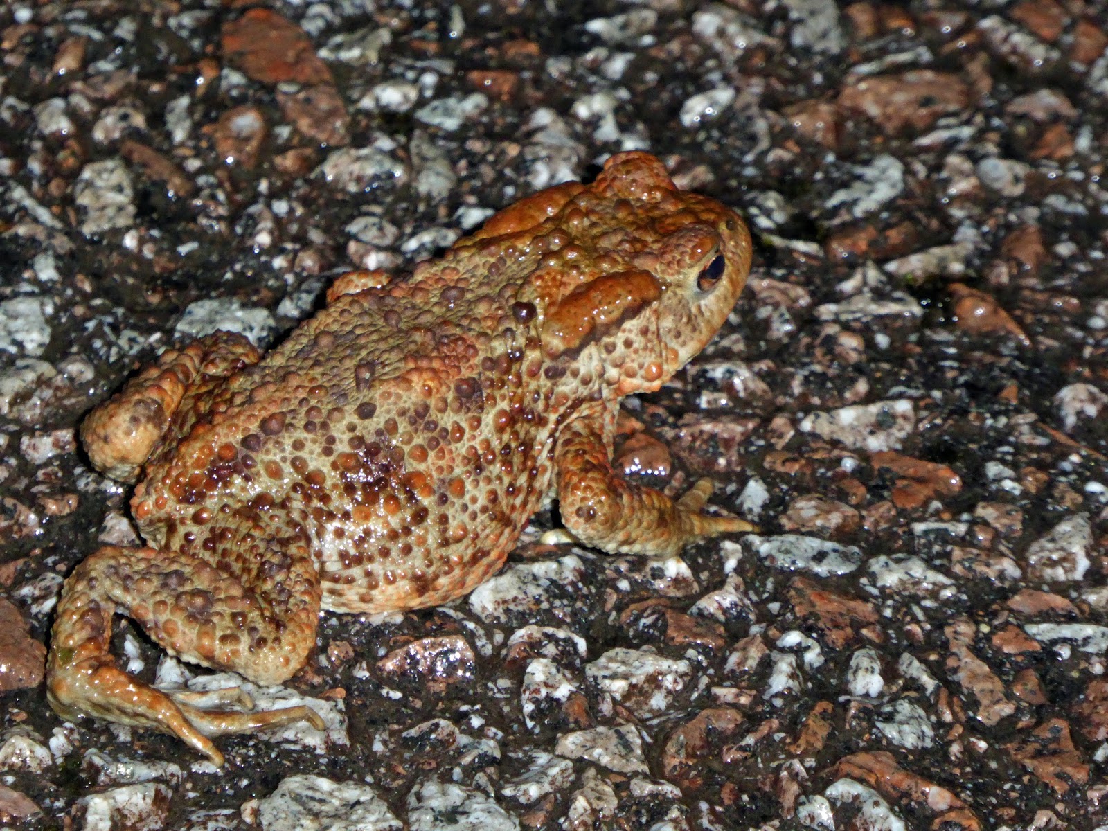 Wild and Wonderful: 2015 Scottish Odyssey (4) Toad in the Road