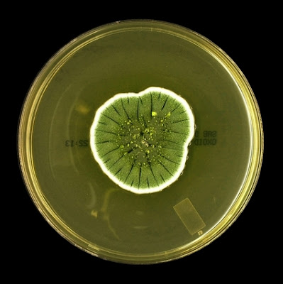 Fun With Microbiology (What's Buggin' You?): Penicillium species