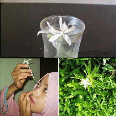 dekin-share: Manfaat BUNGA KITOLOD/PITOLOD/KEMBANG JANGAR