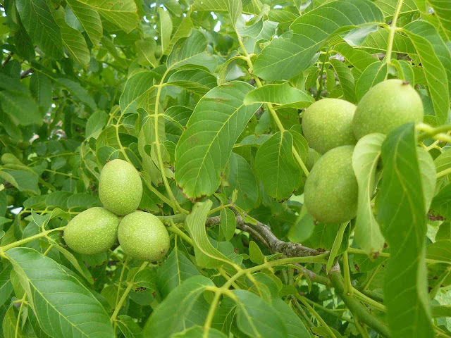 Life among the Tall Pines: Walnut trees in 2020