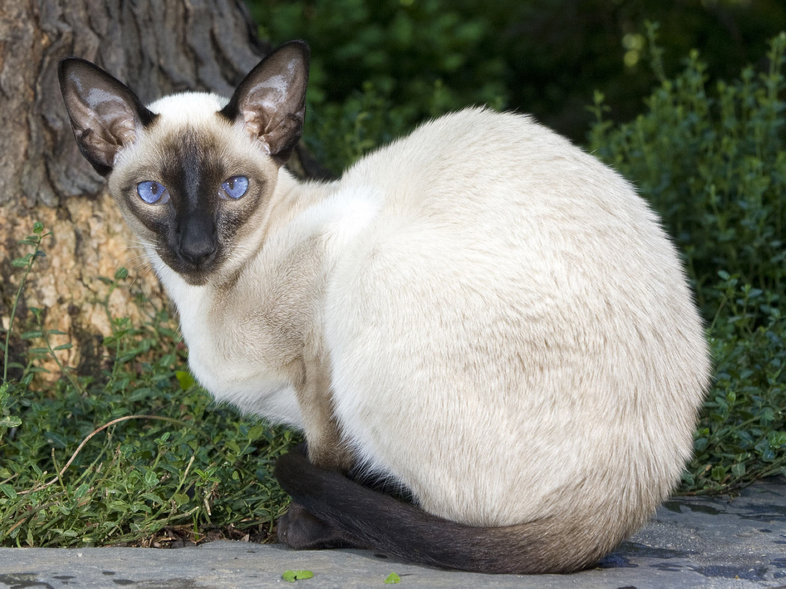 A Siamese Cats Personality Beautiful NEW | Siamese Cats And Kittens