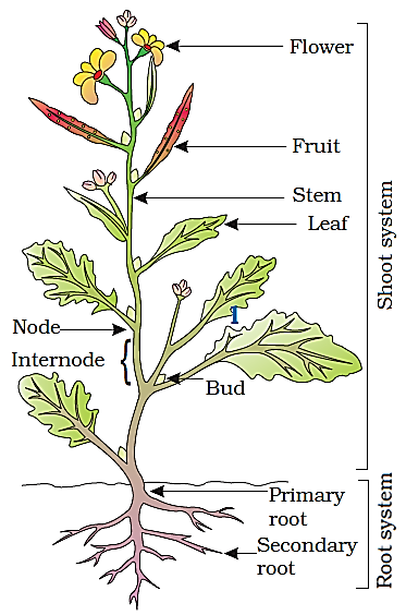 Morphology of Flowering Plants - Notes | Class 11 | Part 1: The Root
