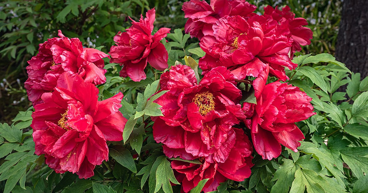 FROM THE GARDEN OF ZEN: Botan (Paeonia suffruticosa) flowers: Kencho-ji