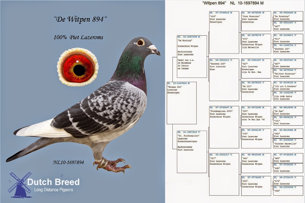 nieripigeons USA racing pigeons: Los Jan Aarden de Piet Laseroms.