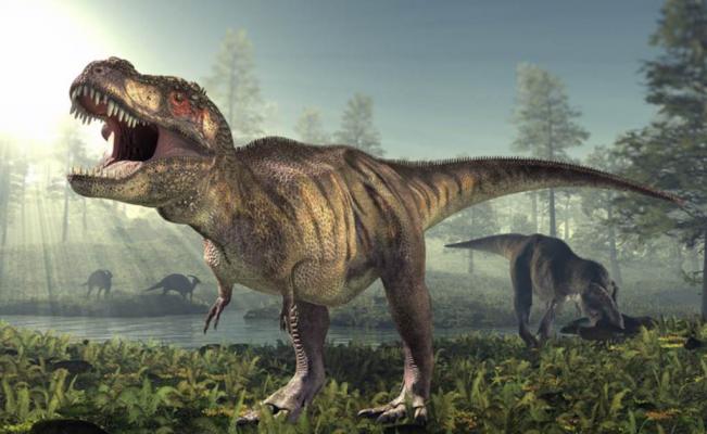 Fundacion Dinosaurios Cyl: Dientes de T. Rex tenían forma de sierra