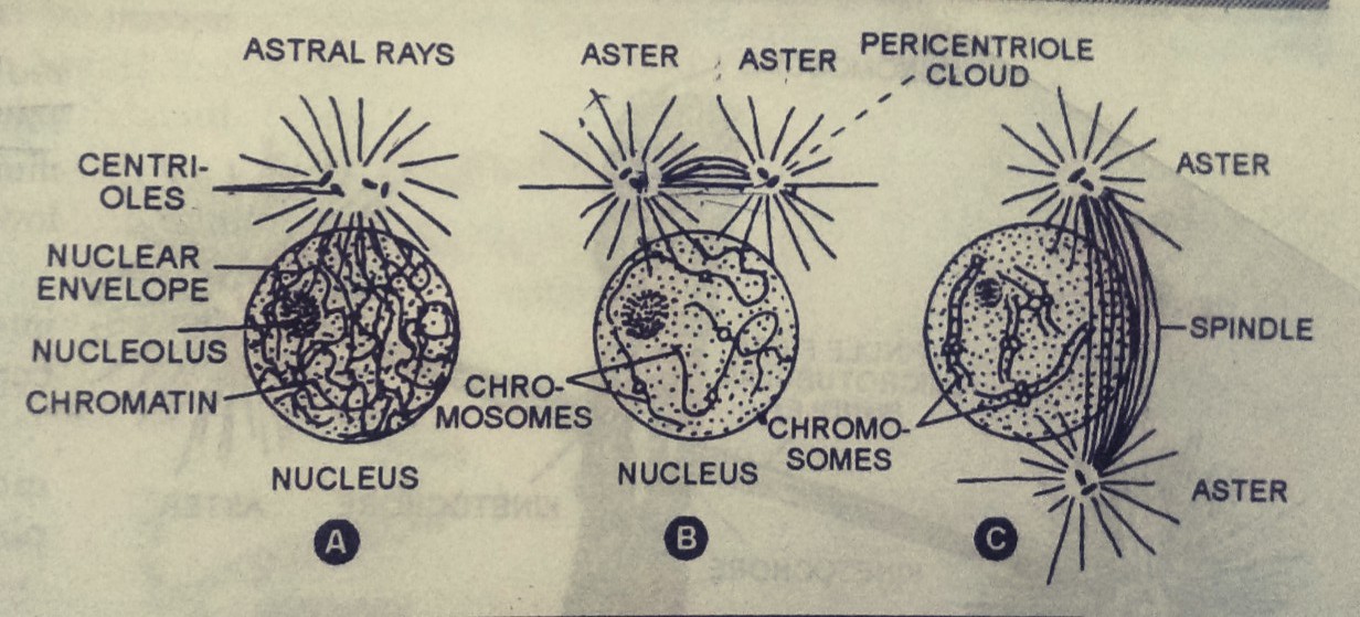 YOUR NOTES LIBRARY: Cell division in animal and plant